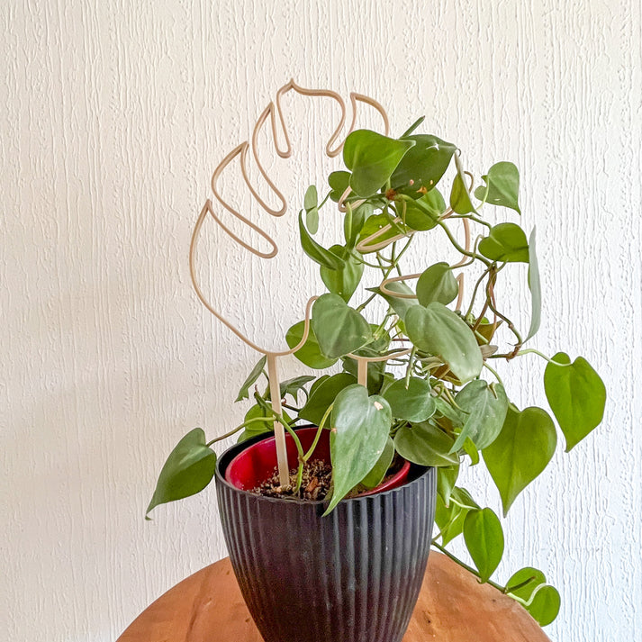 Tutores con Forma de Plantas - ¡Guía Perfecta para Tus Plantas! 🌿 ...