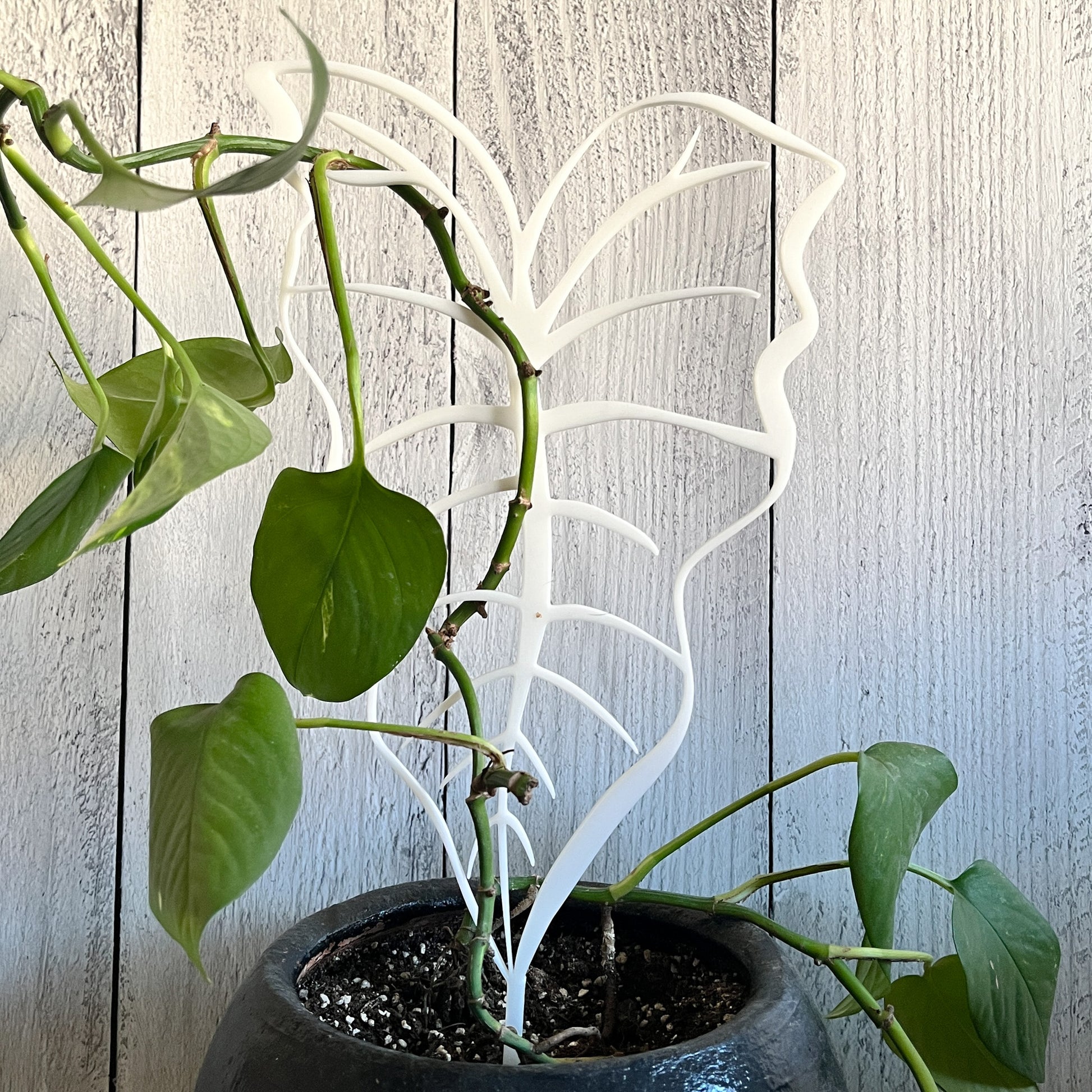 Tutores Plantas pa’ tus Plantas – LivingSelva.cl